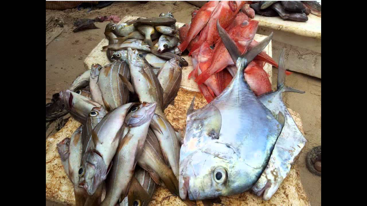 [Yoff Tonghor] Du possoin frais et plusieurs variétés à un prix ...