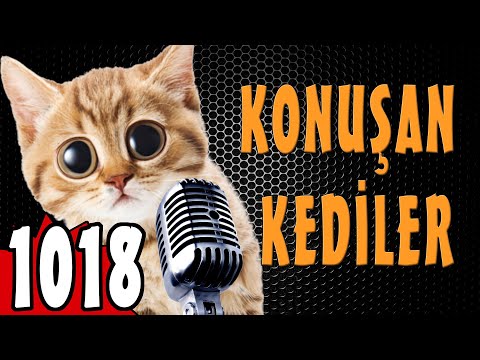Babalar Günü Özel - Konuşan Kediler 1018 - En Komik Kedi Videoları