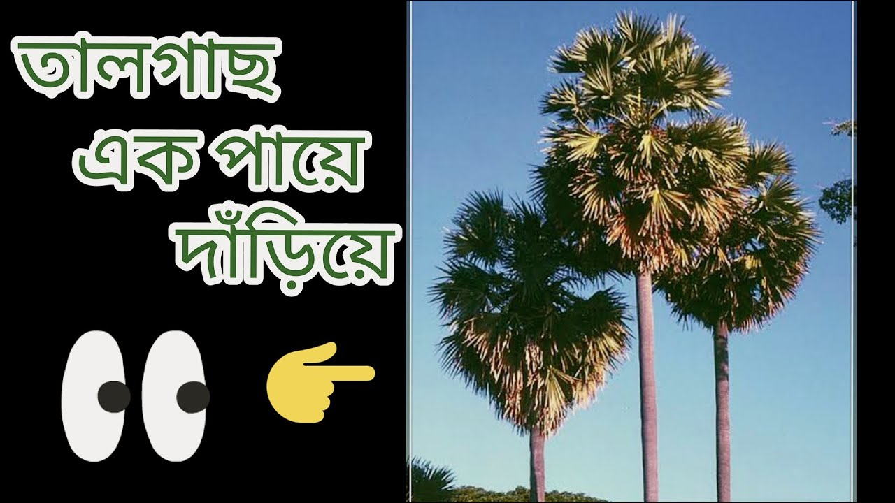 রবীন্দ্রনাথ ঠাকুর রচিত বাংলা কবিতা//তালগাছ//এক পায়ে দাঁড়িয়ে//Taal ...