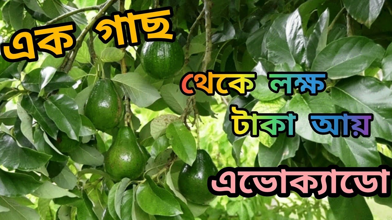 Avocado Fruit Tree Blooming IN Bangladesh || Rich Fruit plant In your ...
