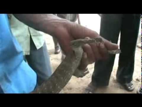 Rajasthani "GOYARA" MALE - YouTube