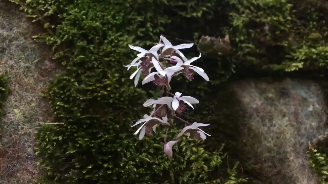 Dendrobium microbulbon - YouTube