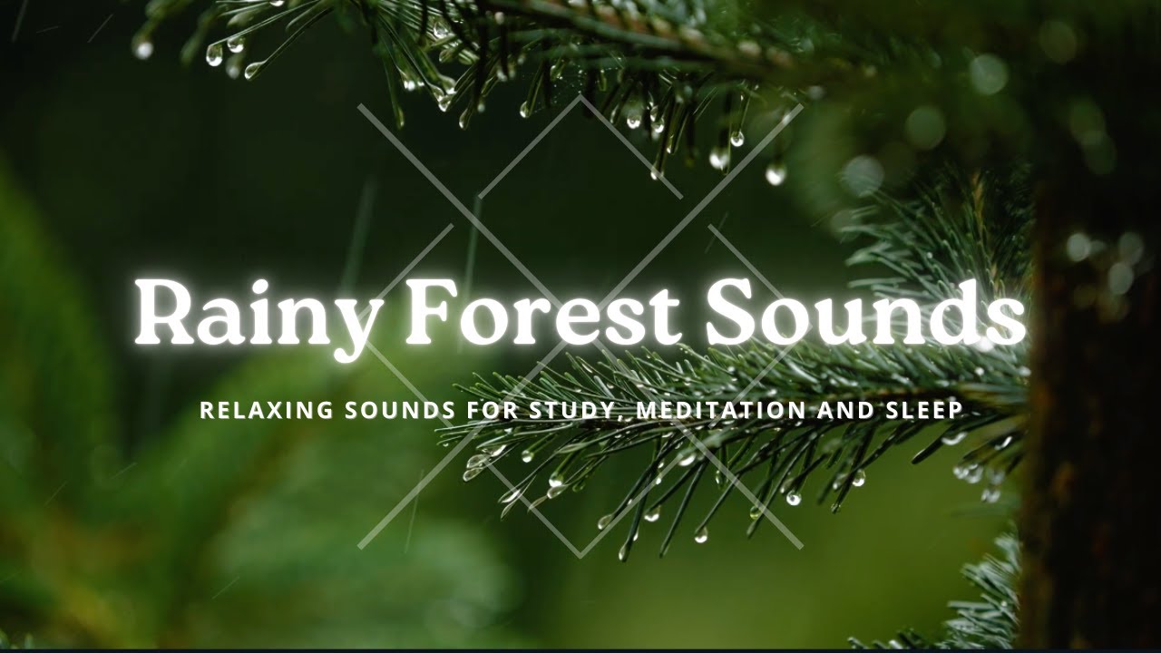 Forest Rainstorm Sounds with Raindrops on Pine Branch for Relaxation ...