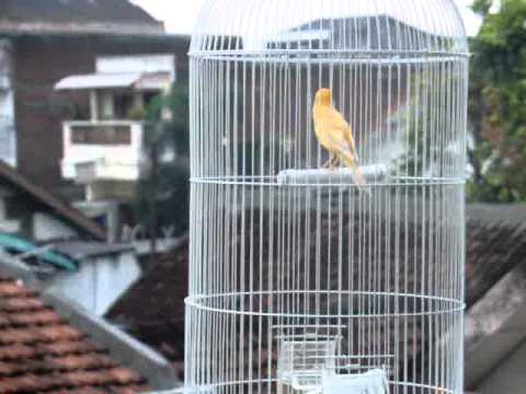 kenari orange - YouTube