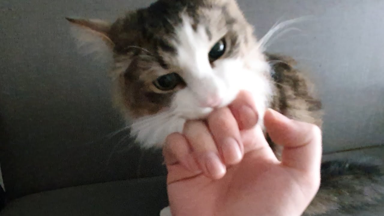 Why does your hand smell like chicken - YouTube