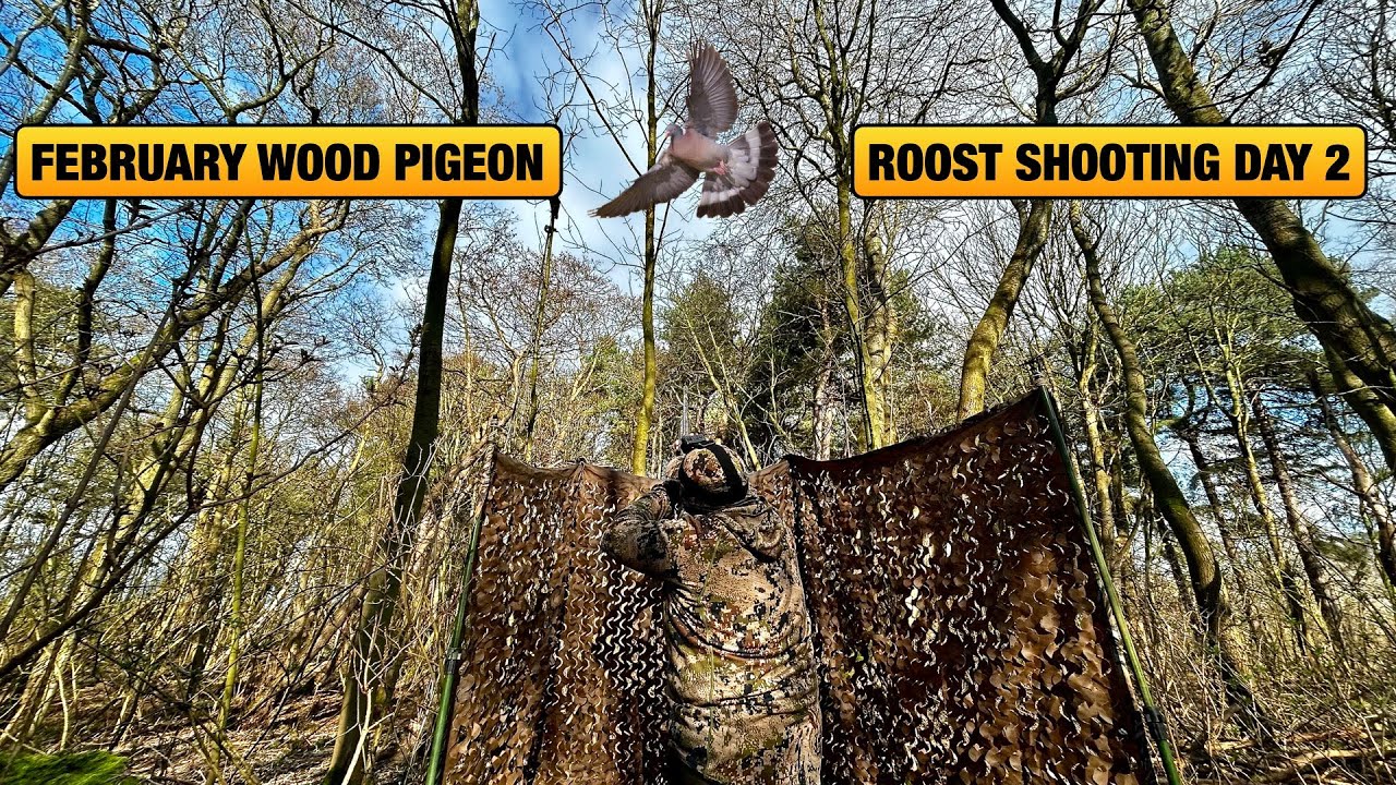 Wood PIgeon Shooting !!! February Wood Pigeon Roost Shooting Day 2 ...