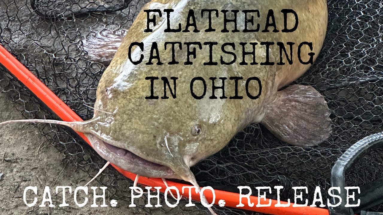 Flathead Catfishing In Ohio - YouTube