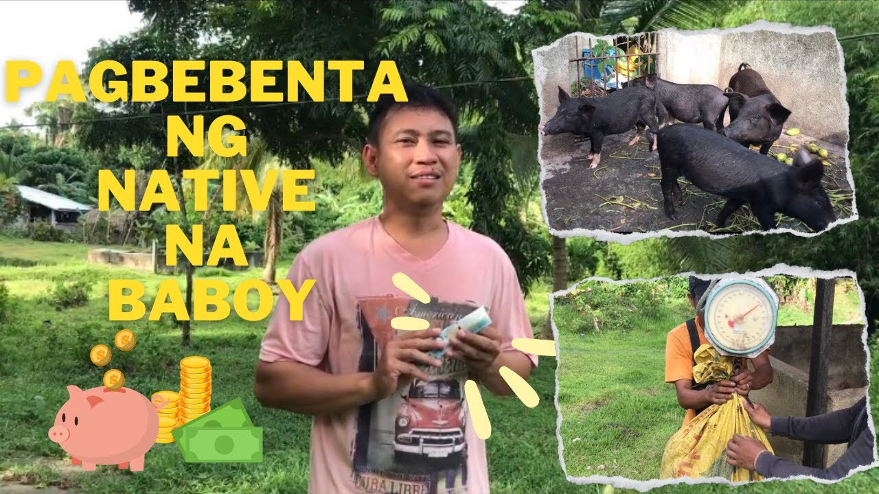 Pagbebenta ng Native na Baboy - YouTube