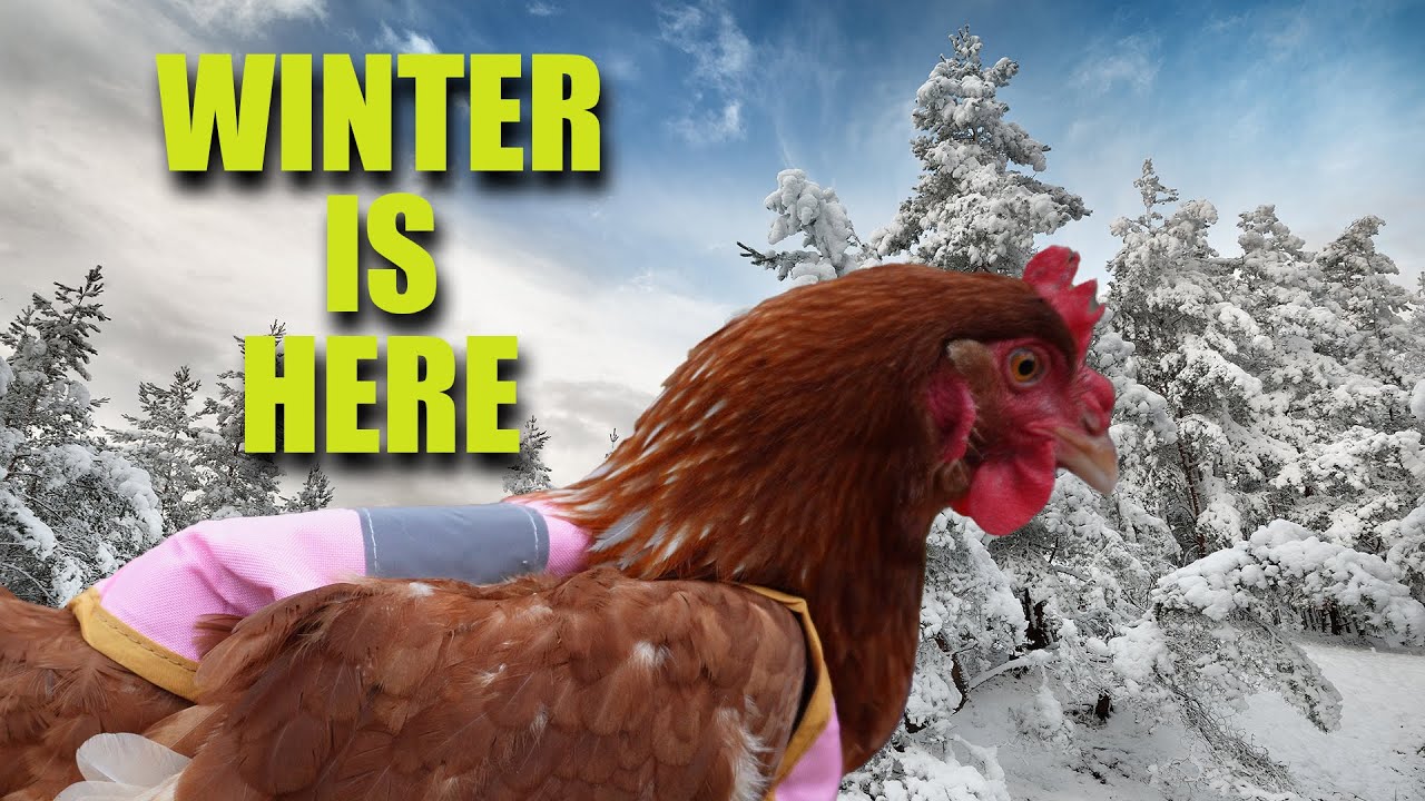 Winterizing Your Chicken Coop and Run - Prepare Chickens for Winter ...