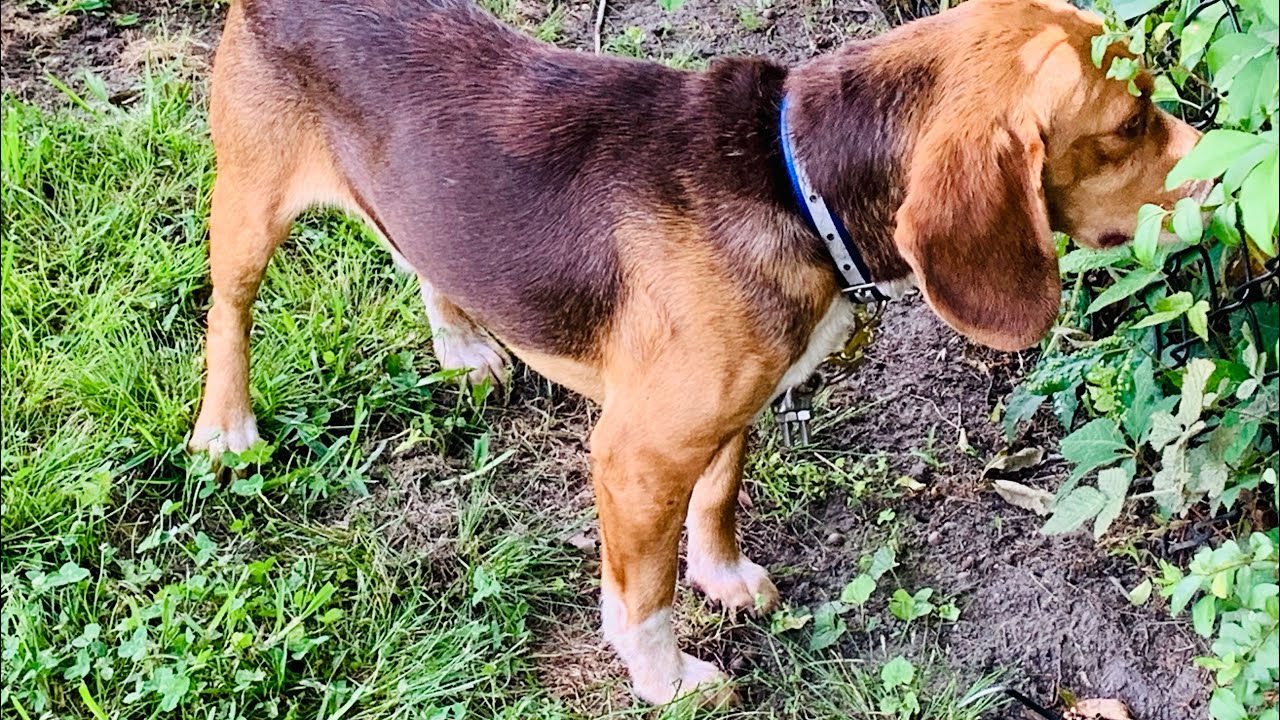 In The Field With Tyson: Breaking A Pair Of Weir Creek Pups | Pt 15 ...