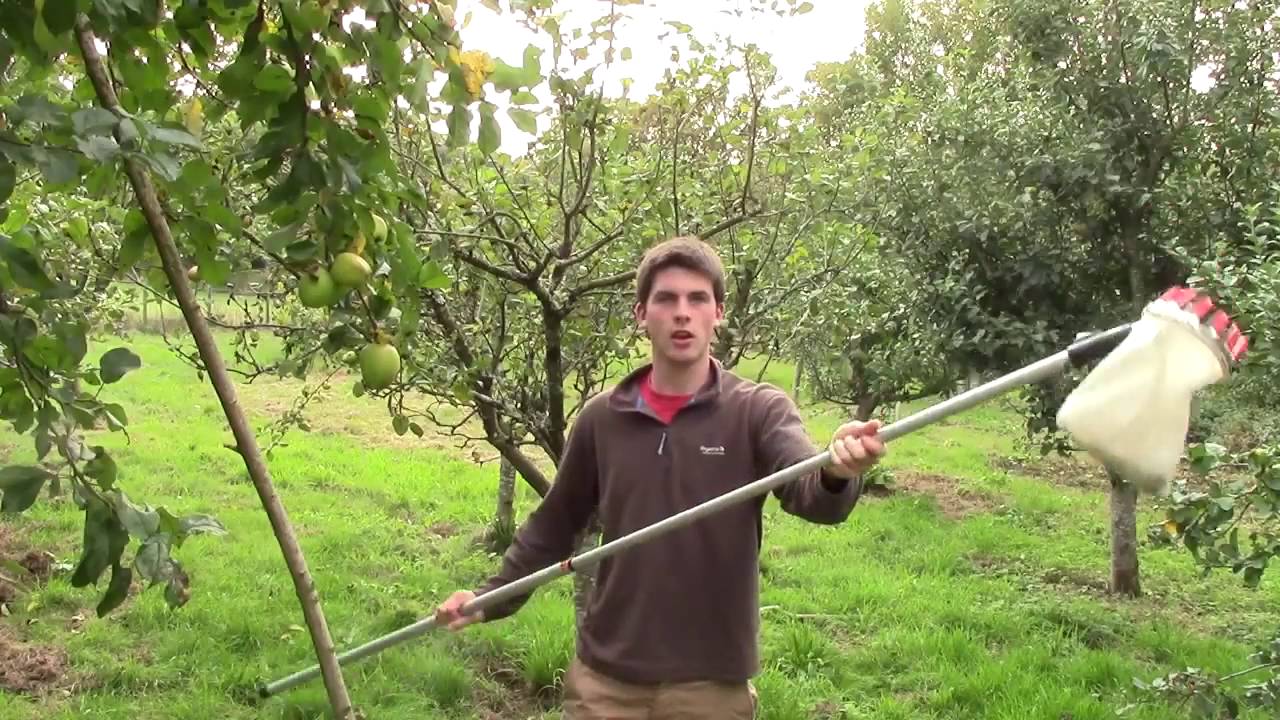 How to Pick Fruit high up on Trees.mp4 - YouTube