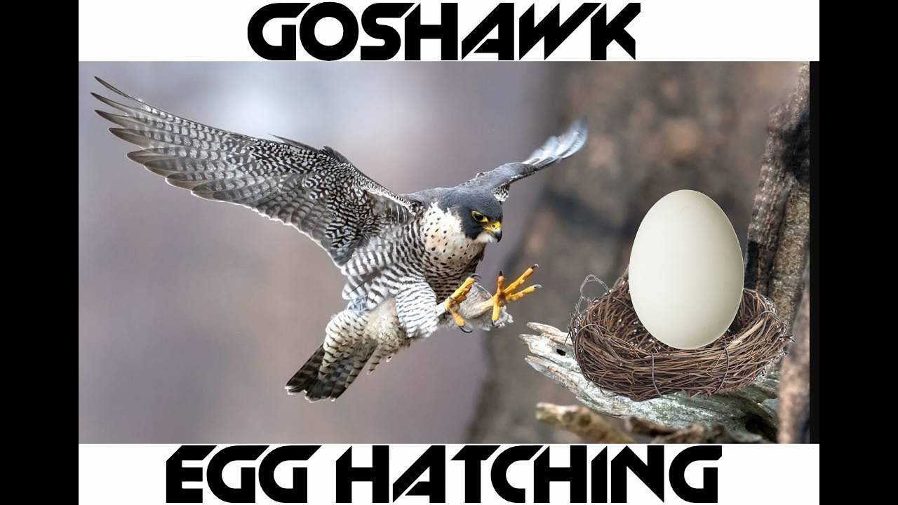 Goshawk Egg Hatching - So Cute - YouTube