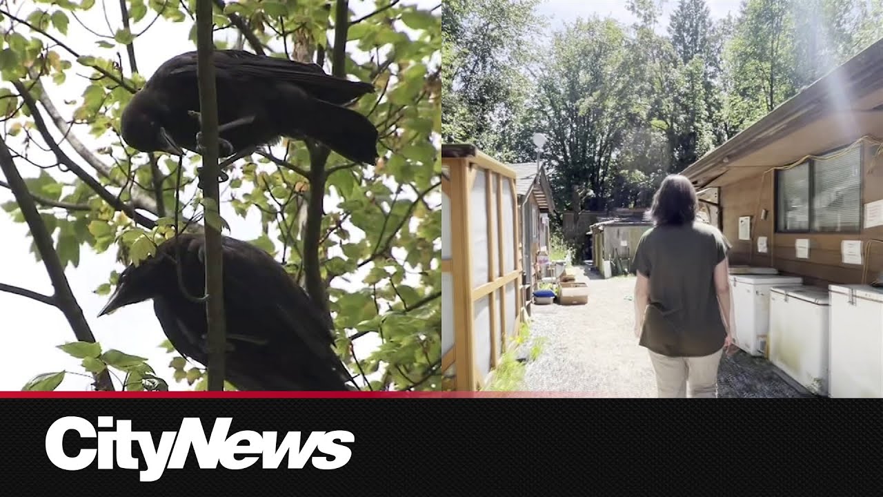 How to keep safe from crow attacks - YouTube