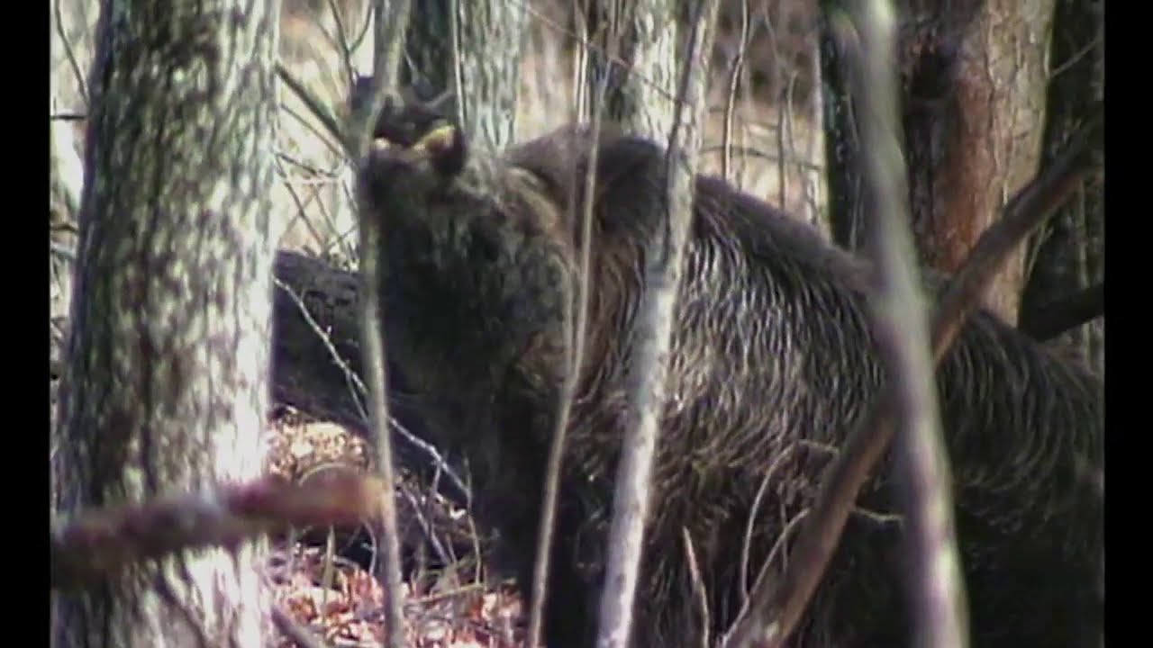 MONSTER 500 POUND WILD BOAR!! - YouTube