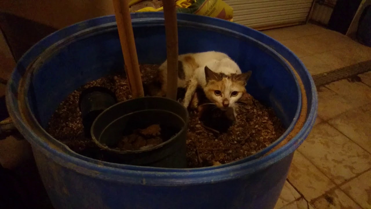 wild cat giving birth - YouTube