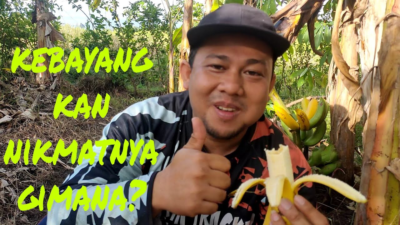 PISANG KAYU MATANG POHON || AUTO DIMAKAN...by Petani Berinovasi - YouTube