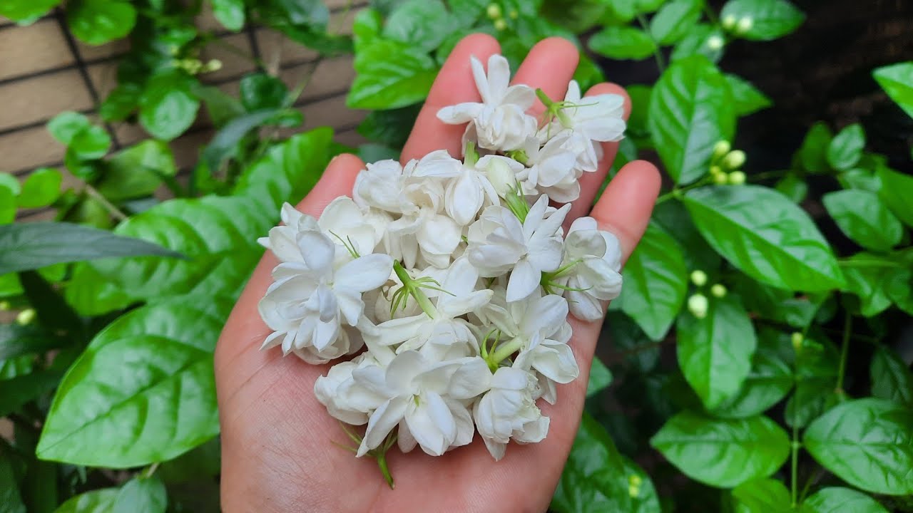 ANG PAMBANSANG BULAKLAK NG PILIPINAS (SAMPAGUITA) - YouTube