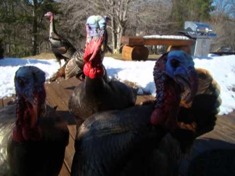 PHIPPS STORE: MUTANT ZOMBIE TURKEYS - YouTube