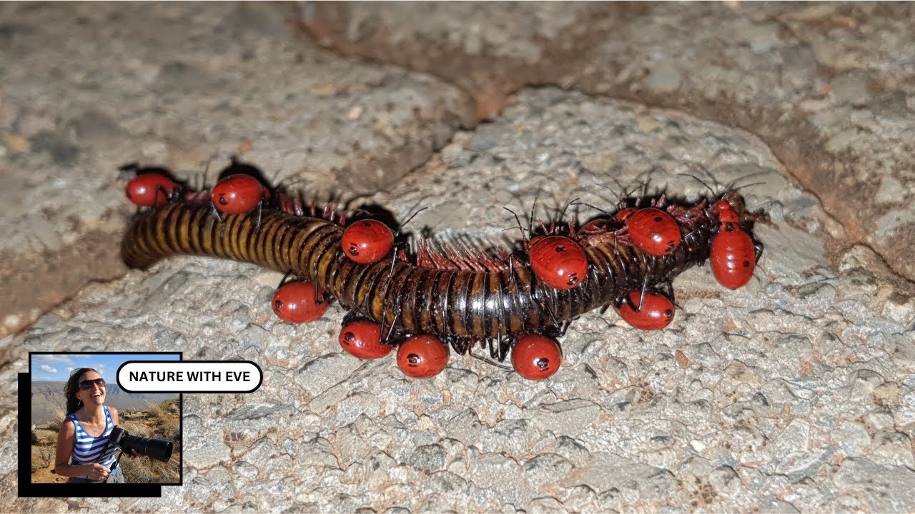 BEETLES IN THE BUSH - Millipede assassin bug #bug #beetles #millipede # ...