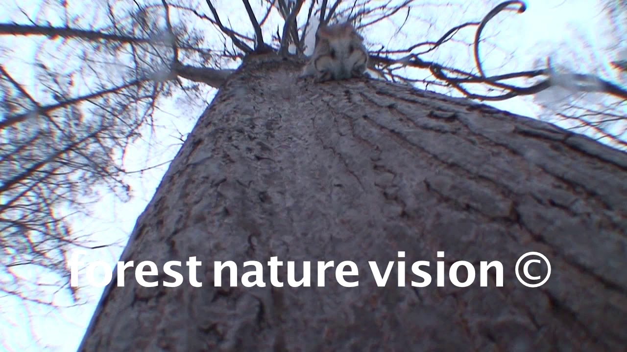forest nature vision © - YouTube
