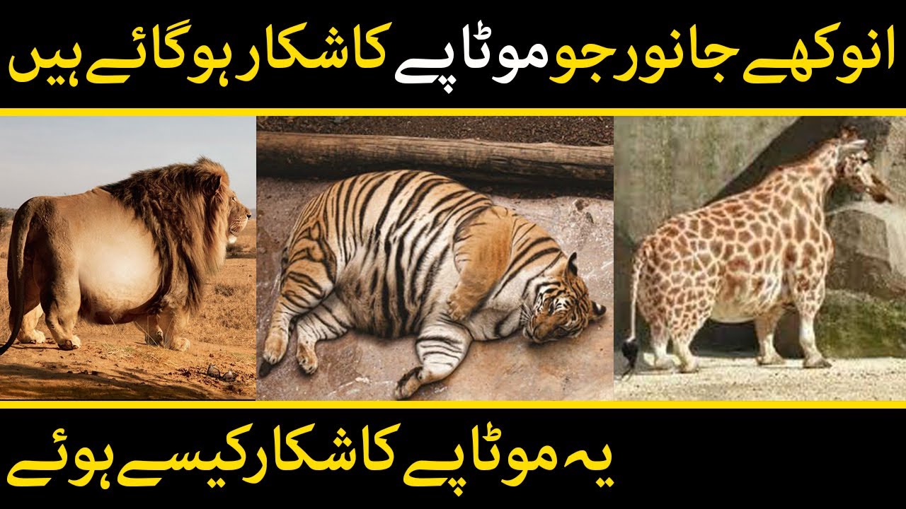 World's Fattest Animals Ever Seen ...