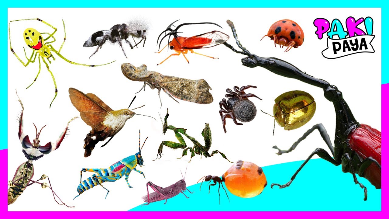 ¡LOS INSECTOS EXÓTICOS Y ARÁCNIDOS N° 1! Rare weirdest exotic Insects ...