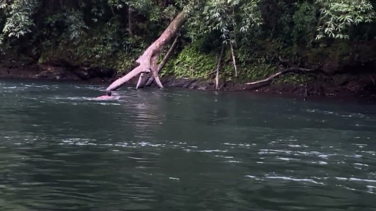 Back to my wild jungle fishing adventure in Kalimantan - YouTube