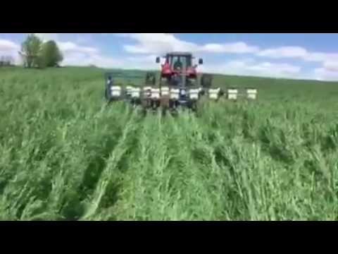 Planting soybeans into cereal rye cover crops - YouTube