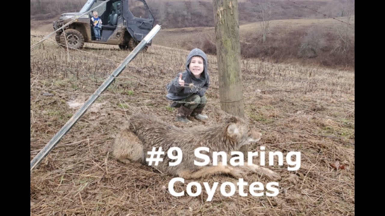 #9 Coyote Hunting Part 3: Setting and Checking Snares - YouTube