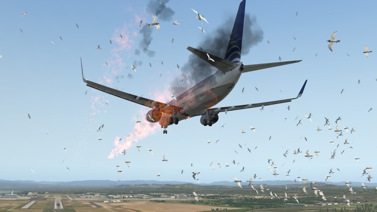 Bird Strike On Landing At Portland International Airport - Boeing 737 ...
