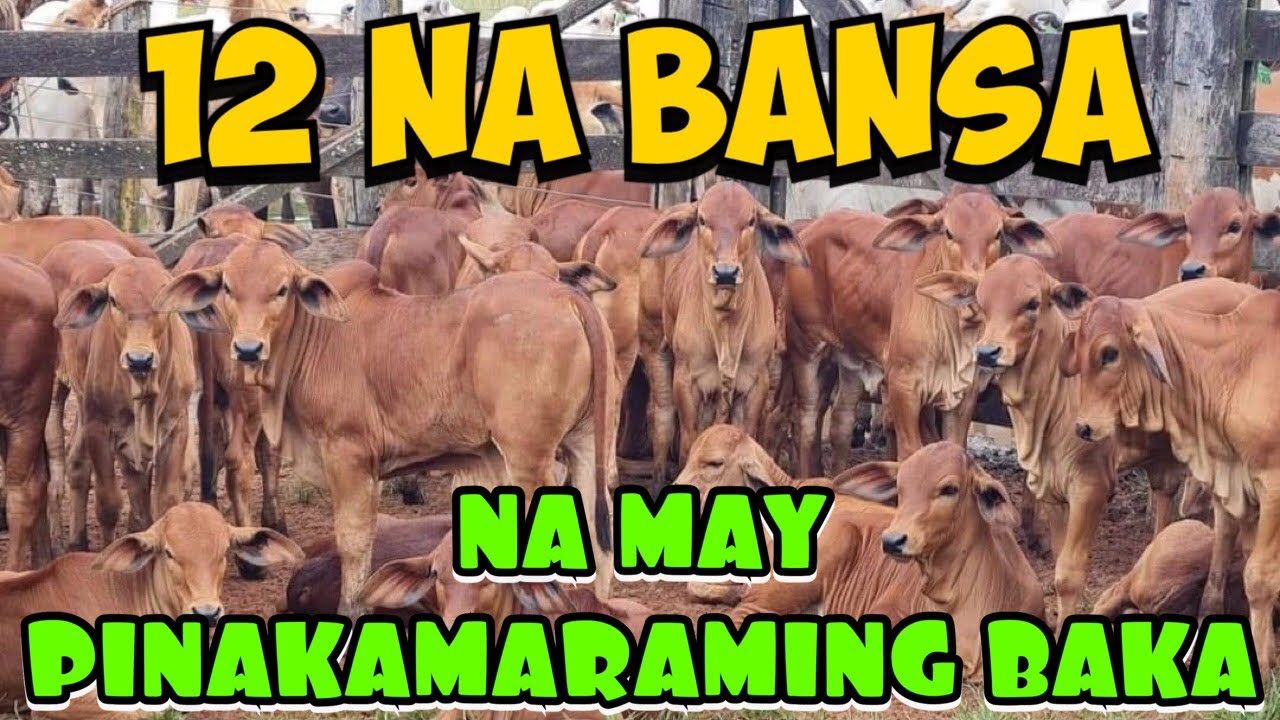 12 NA BANSA NA MAY PINAKA MARAMING BAKA SA BUONG MUNDO! - YouTube