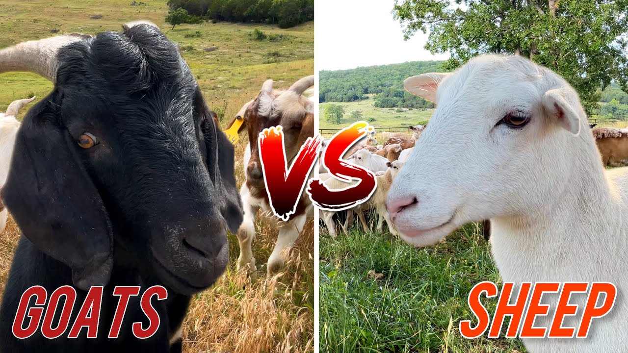 Sheep VS Goats | Which Is Better? - YouTube