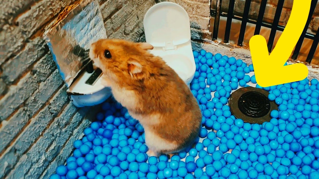 Hamster Escapes from the Prison Maze for Pets in real life 🐹 in Hamster ...