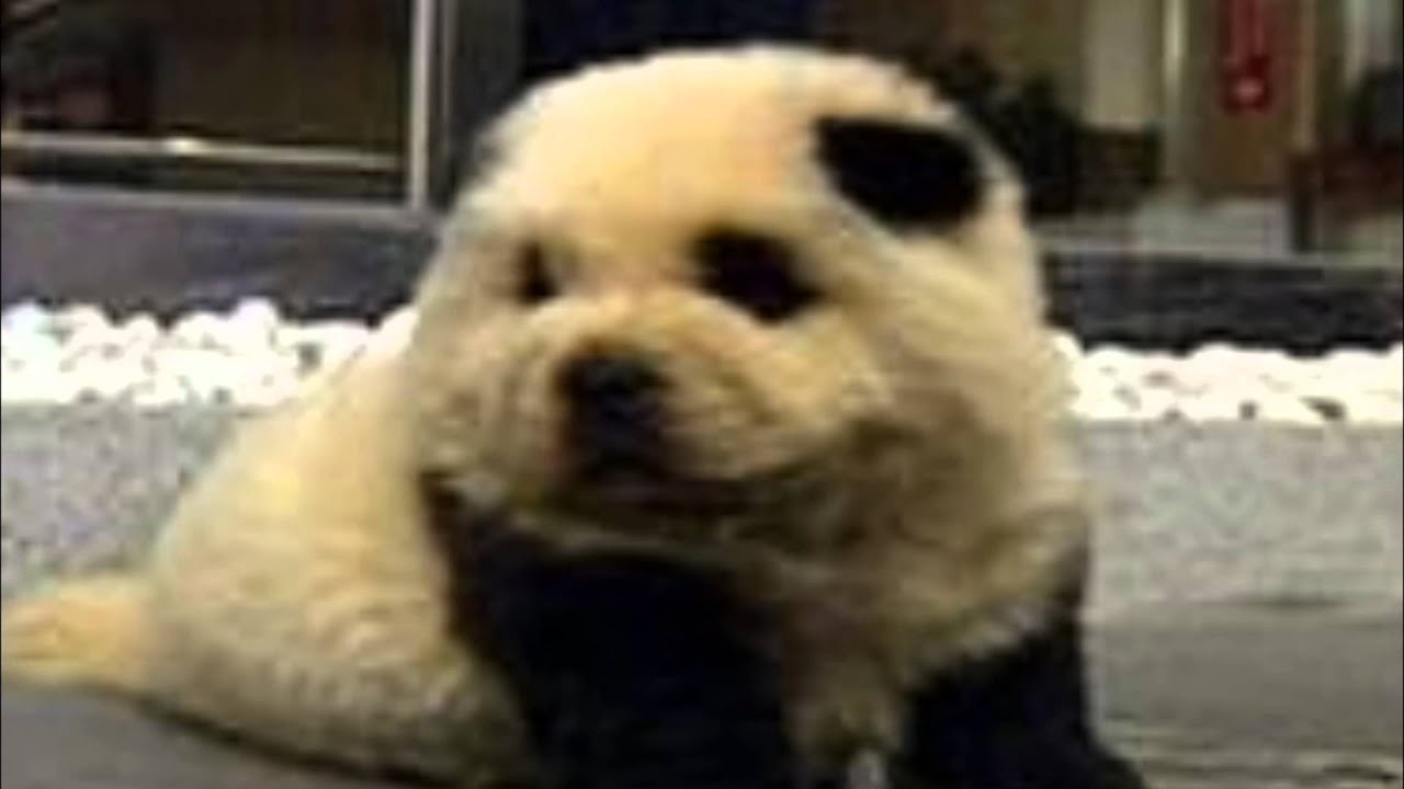 [Teddie Dubs] Pandog - YouTube