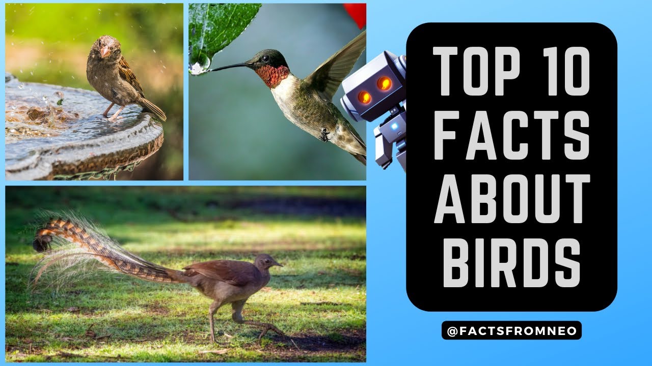 Top Ten Mind Blowing Facts About Birds | Facts From Neo - YouTube