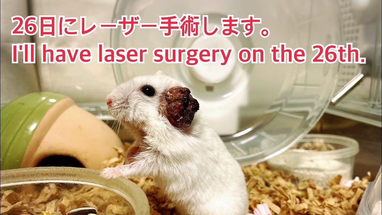 26日にレーザー手術します。I'll have laser surgery on the 26th. #さくらちゃん🌸 ...