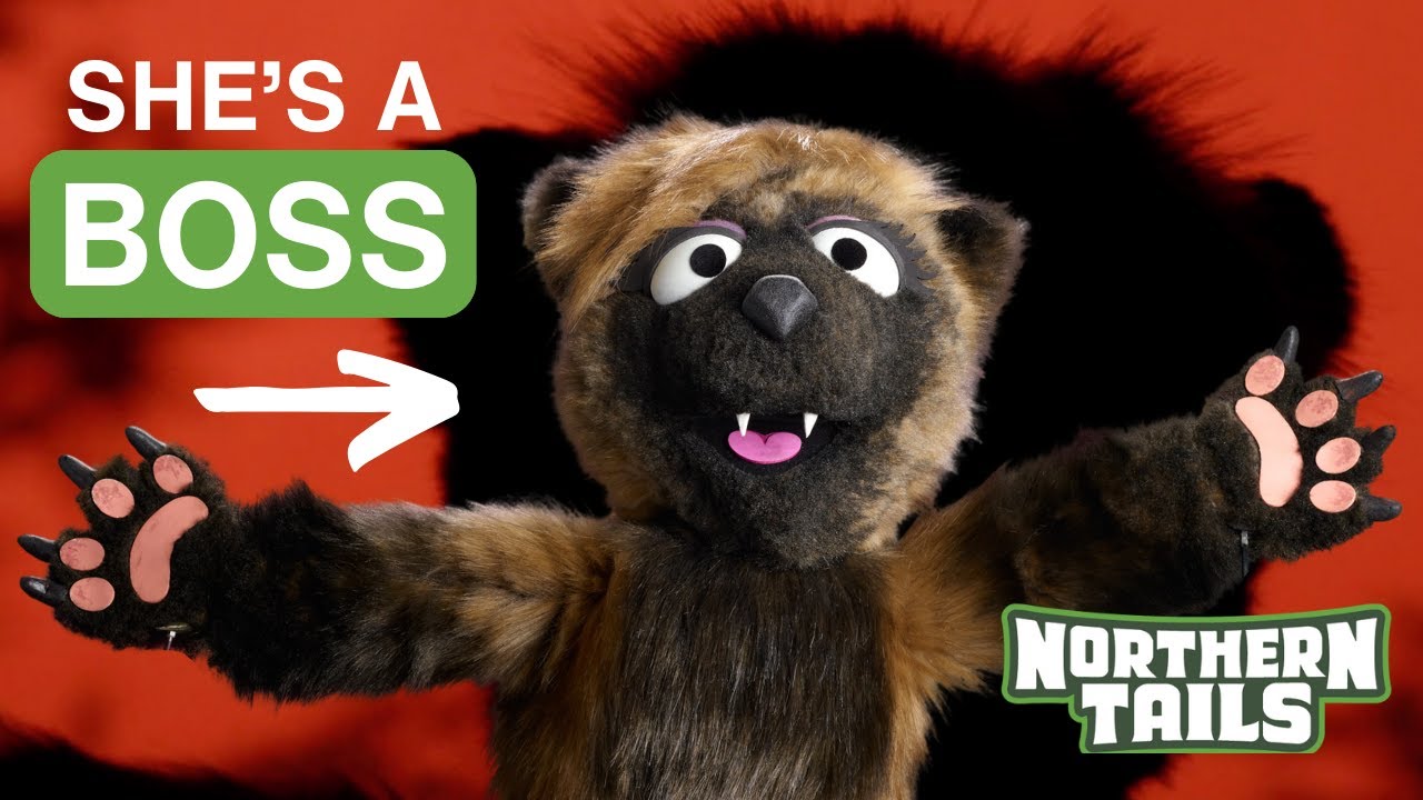 Don’t mess with wolverines | Northern Tails, Episode 5 - YouTube