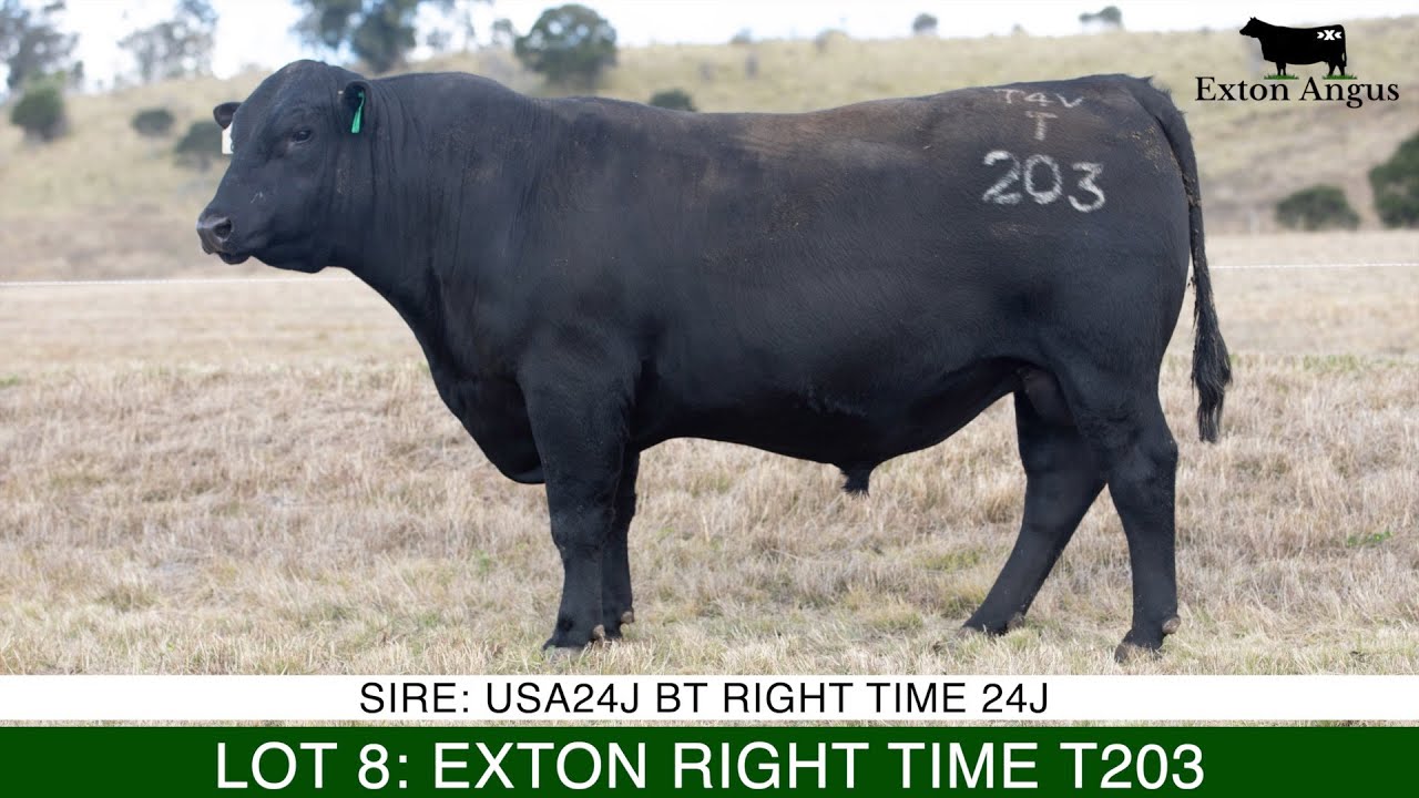 LOT 8 - EXTON ANGUS 2024 - YouTube
