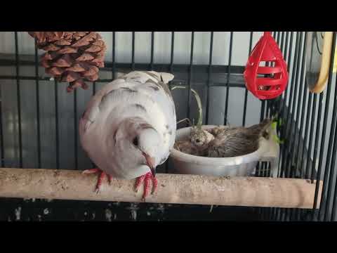 lachduif met kleintje