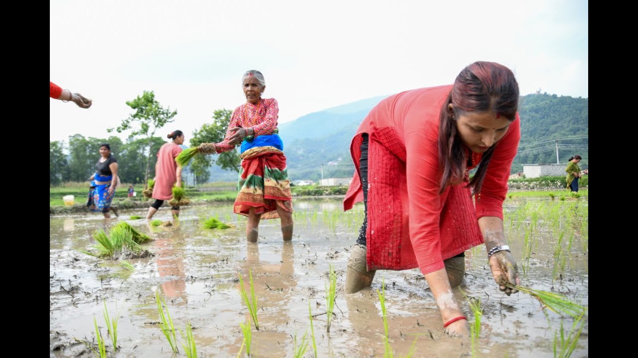 ASHAR DHAN ROPAI IN NEPAL | TRADITIONAL RICE FARMING | रोपाई | Fair ...