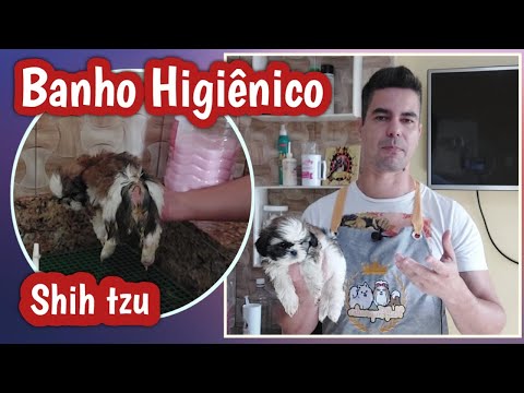 Banho higiênico em filhote de Shih tzu