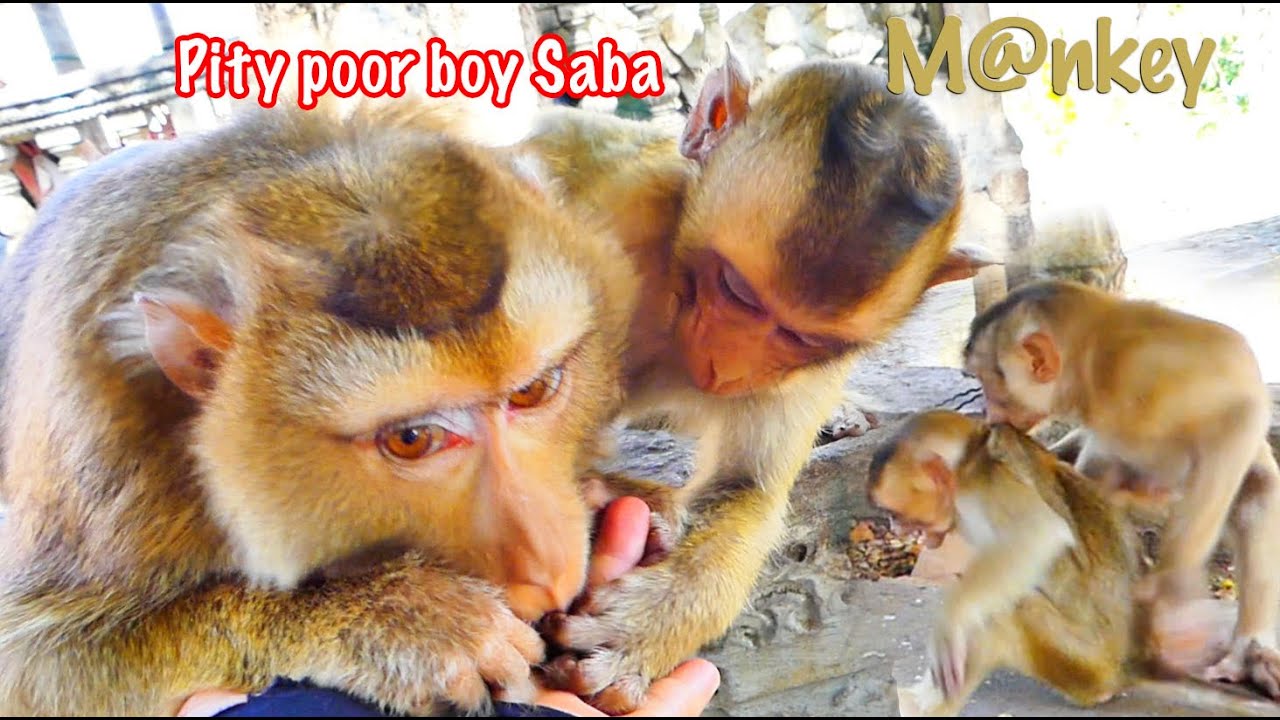 Po-or baby Saba is very pitiful even his mom also doesn't pity him ...