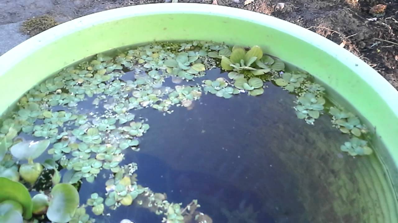Container pond (now with 100% more danios) - YouTube
