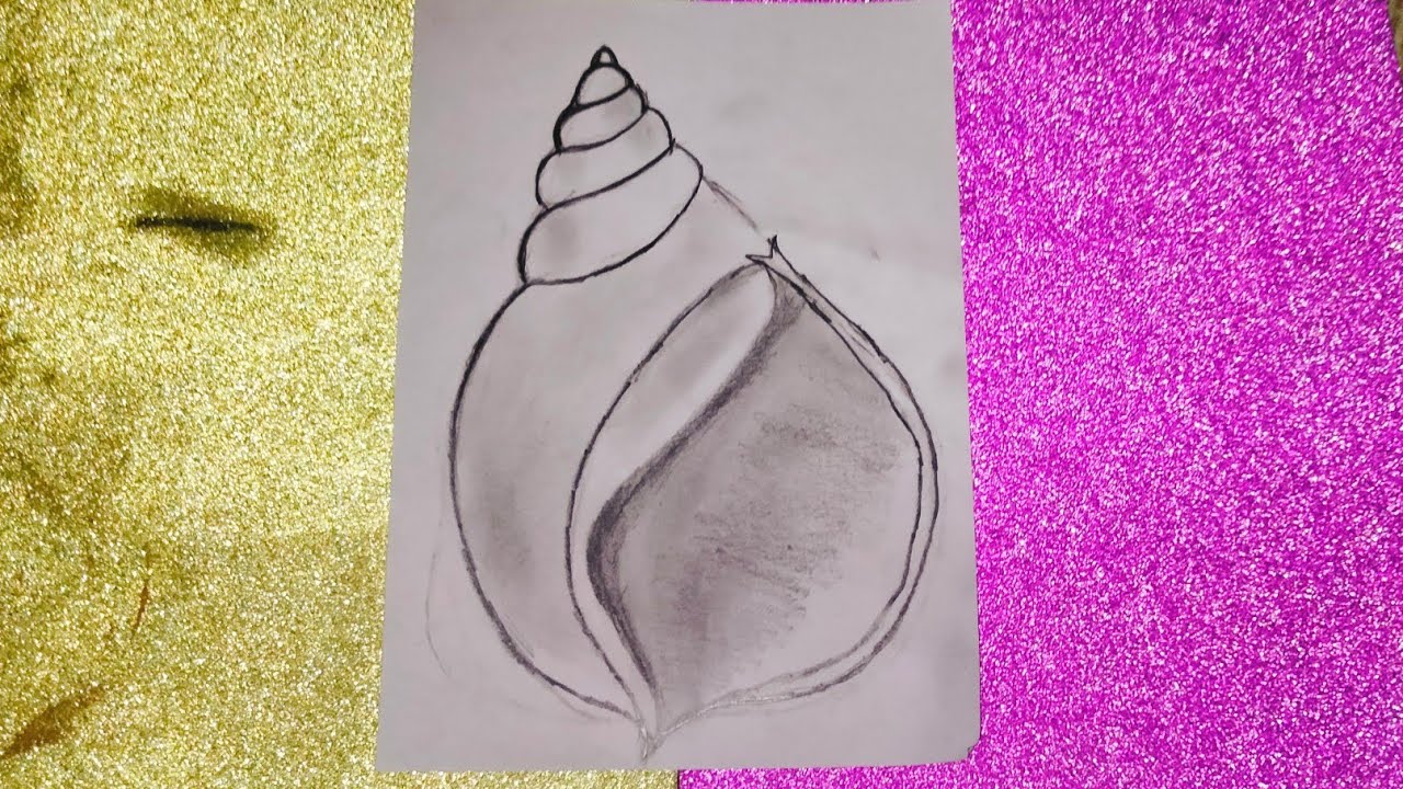 how to draw conch shell step by step //still life drawing for beginners ...
