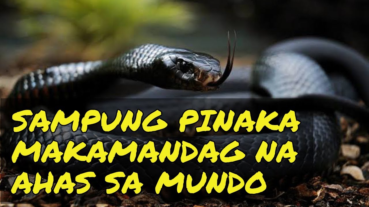 ANG SAMPUNG PINAKA MAKAMANDAG NA AHAS SA MUNDO | YOUKNOW? INFO TV - YouTube