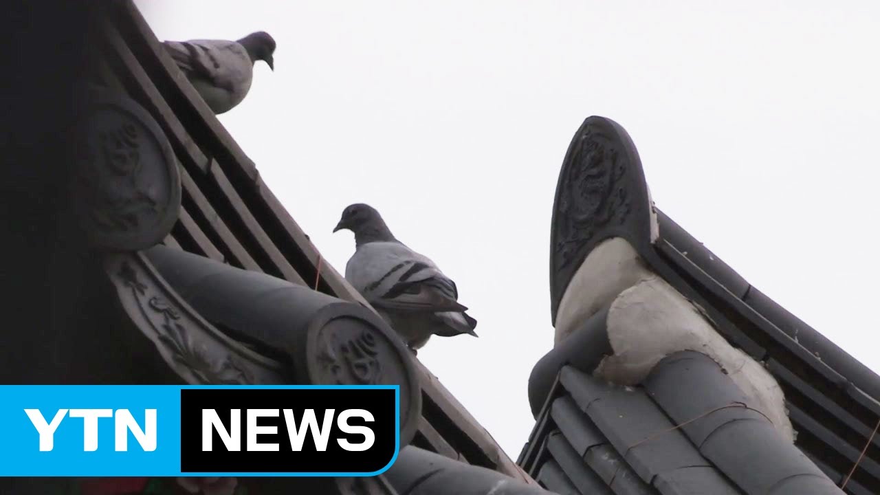 천년고찰에서 명맥 잇는 토종텃새 양비둘기 / YTN - YouTube