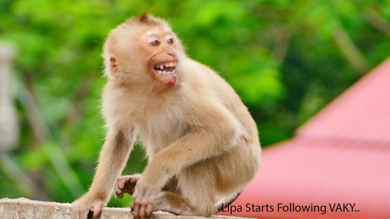 After A JOY Has Gone Away - Lipa's Just Returned To Follow Monkey Vaky ...