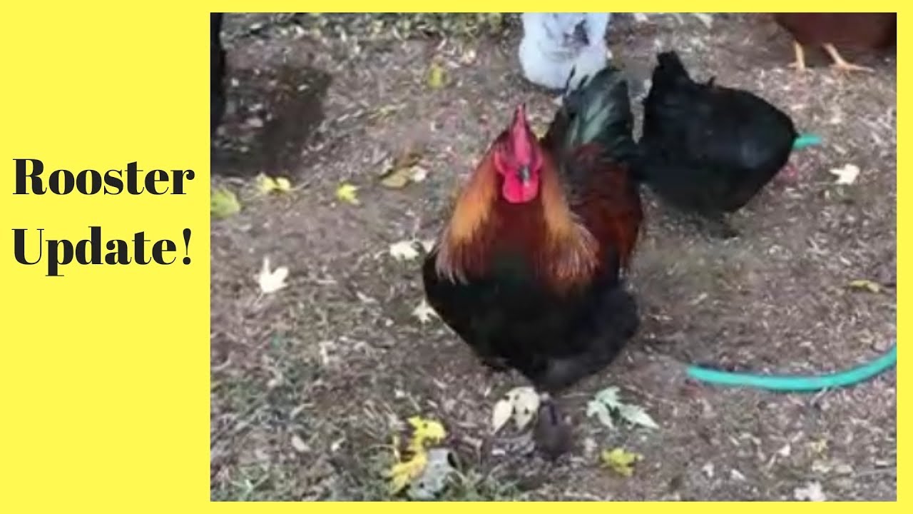 Rooster Update - Meet "Buddy"! - YouTube