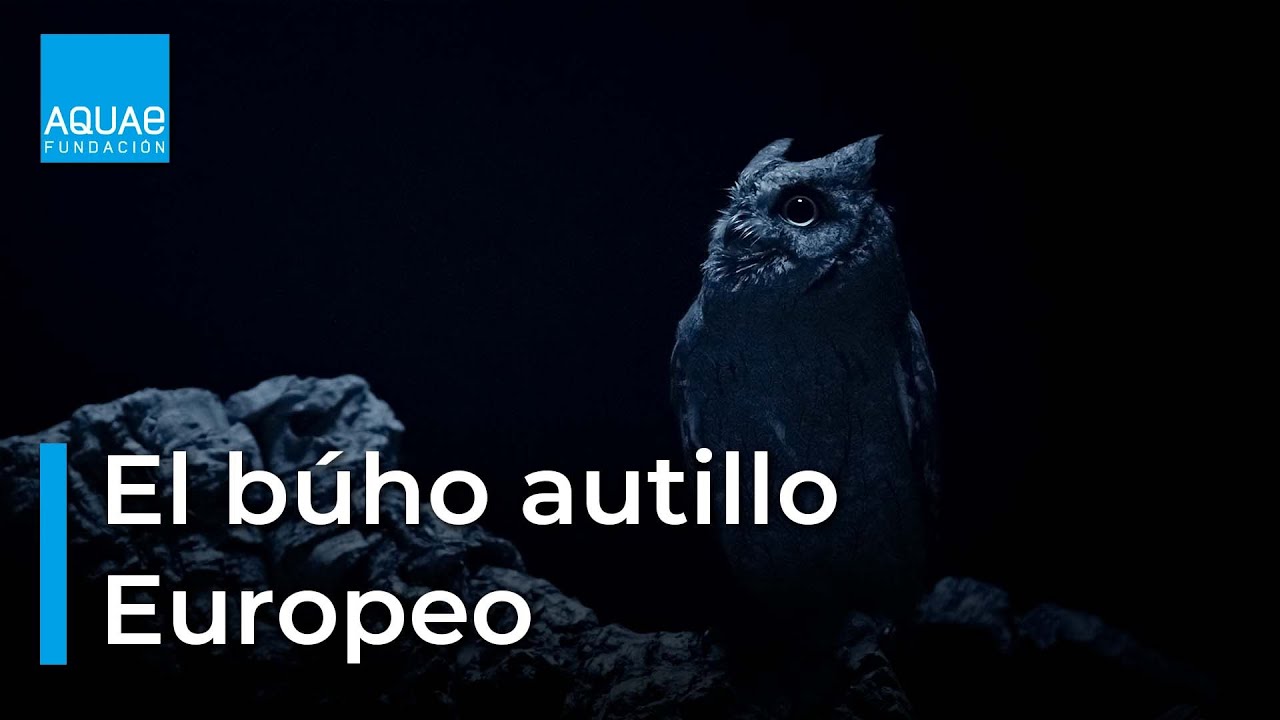 EL AUTILLO, el BUHO con el tamaño de un MIRLO - YouTube