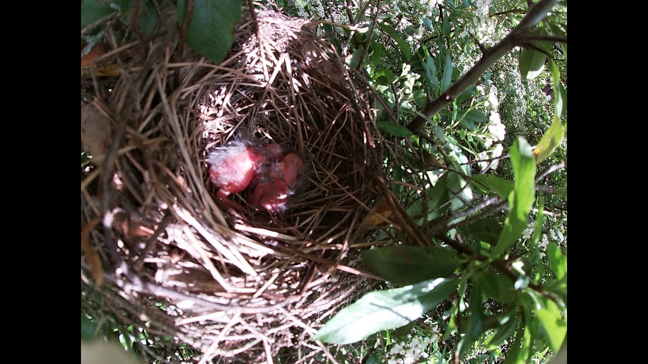 Northern Cardinal Bird Nest Day 1 (6/1/20) - YouTube